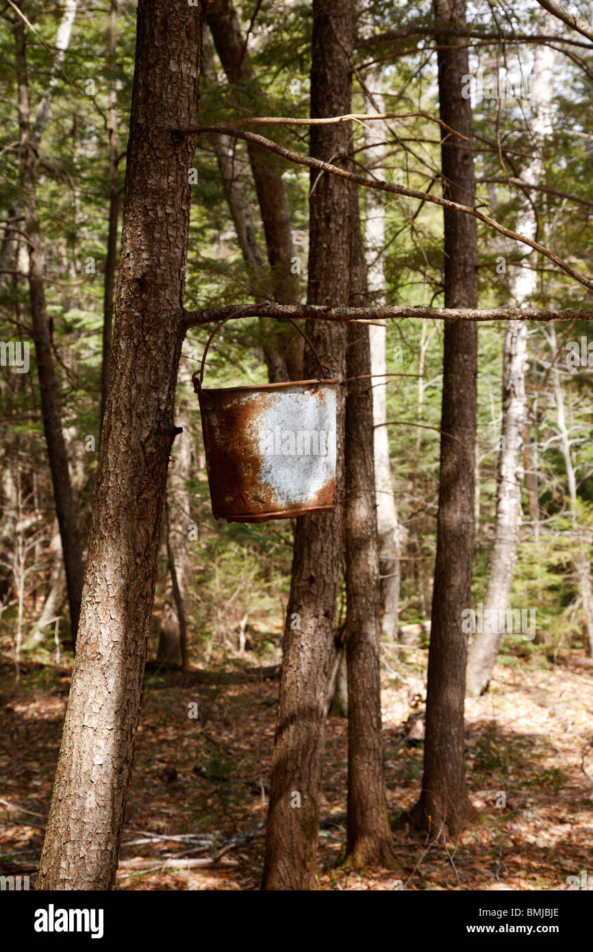 Bucket hanging from tree in forest along the Kancamagus Highway in the ...