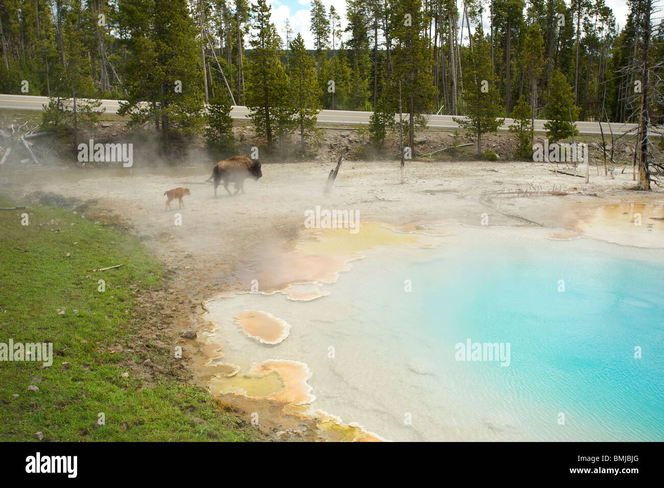 Buffalo calf hi-res stock photography and images - Alamy