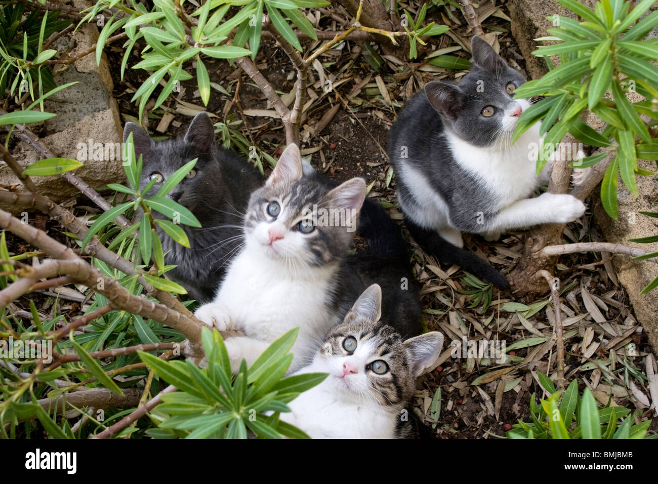 Four cats looking up hi-res stock photography and images - Alamy