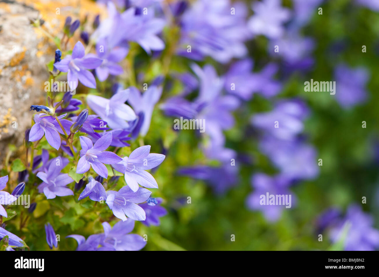 Campanula portenschlagiana wall adria bellflower hi-res stock ...