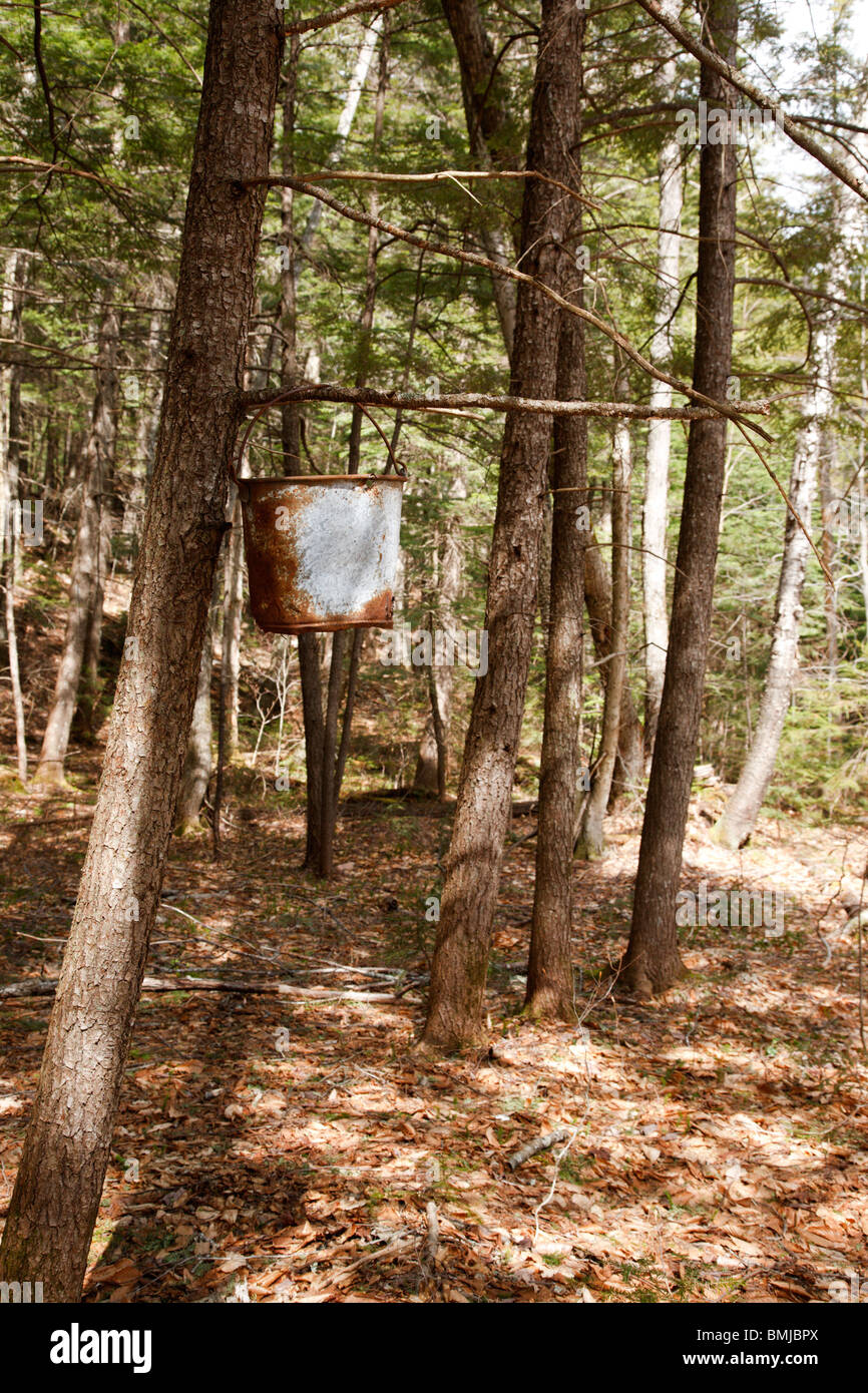 Bucket hanging from tree in forest along the Kancamagus Highway in the ...