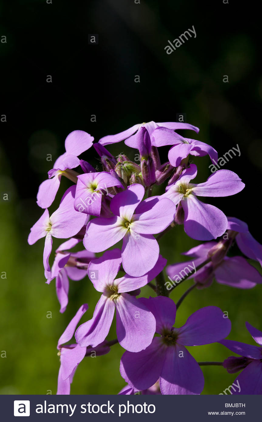 Sweet Rocket Flower Stock Photos & Sweet Rocket Flower Stock Images - Alamy