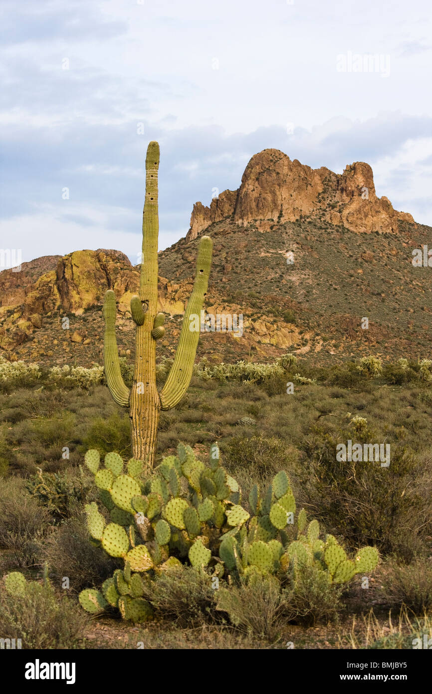 Saguaro and prickly pear cacti at Superstition Mountains, near Apache ...