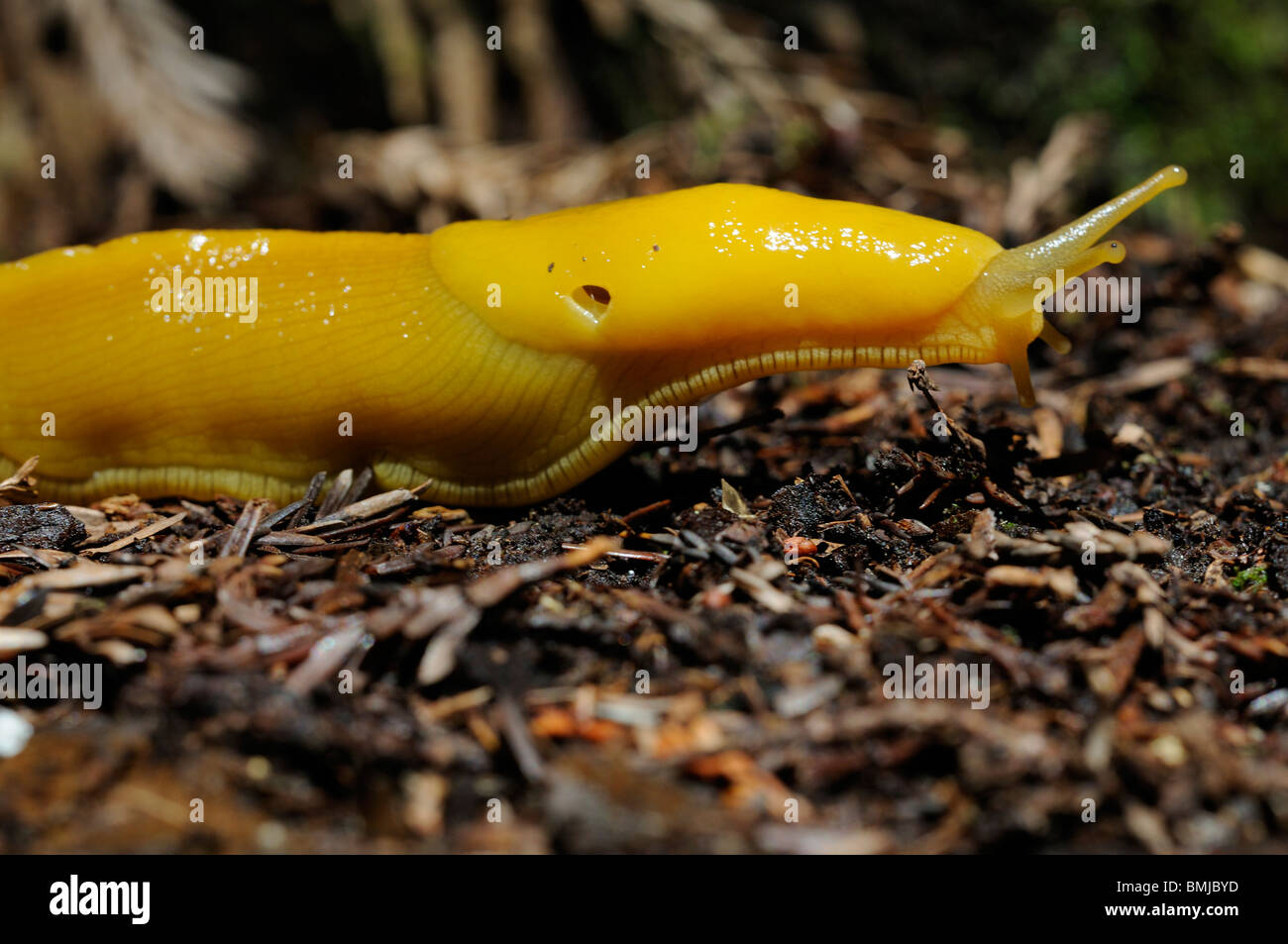 Slithering animals hi-res stock photography and images - Alamy
