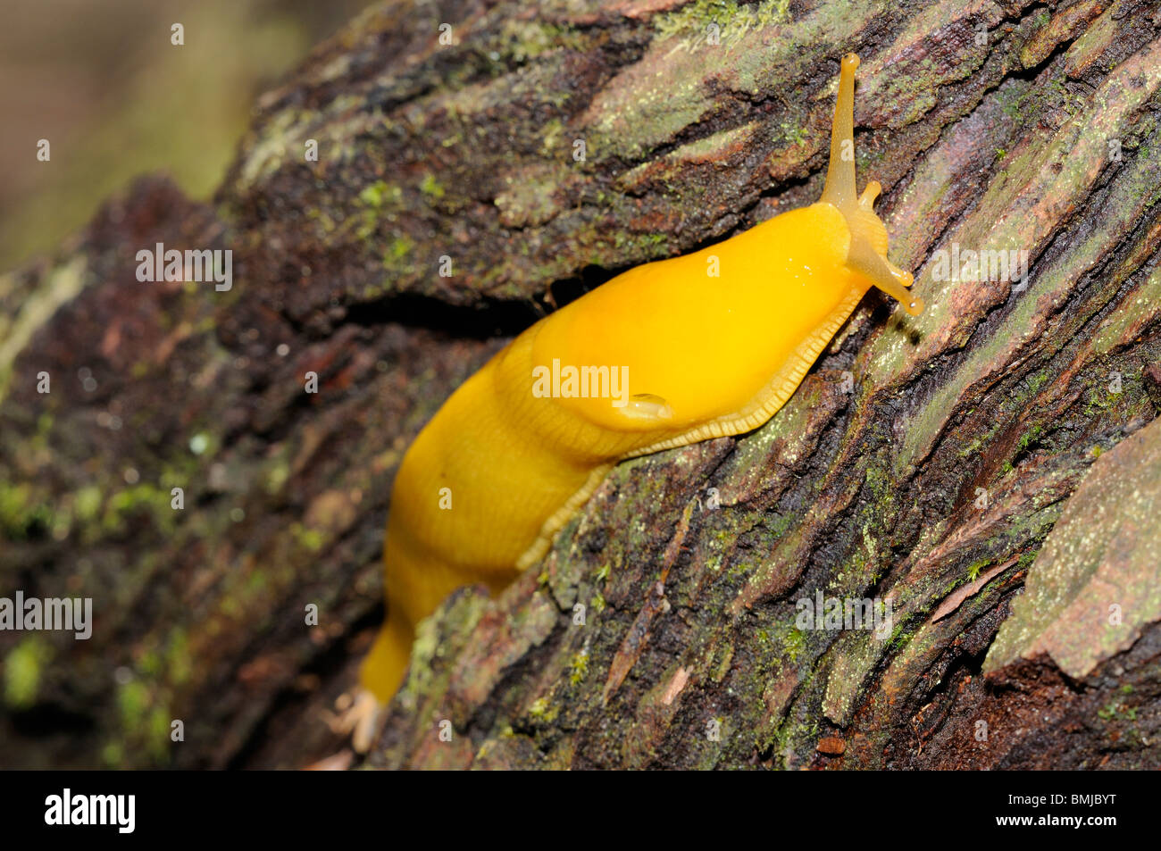Stock photo of a banana slug climbing the trunk of a giant redwood tree ...