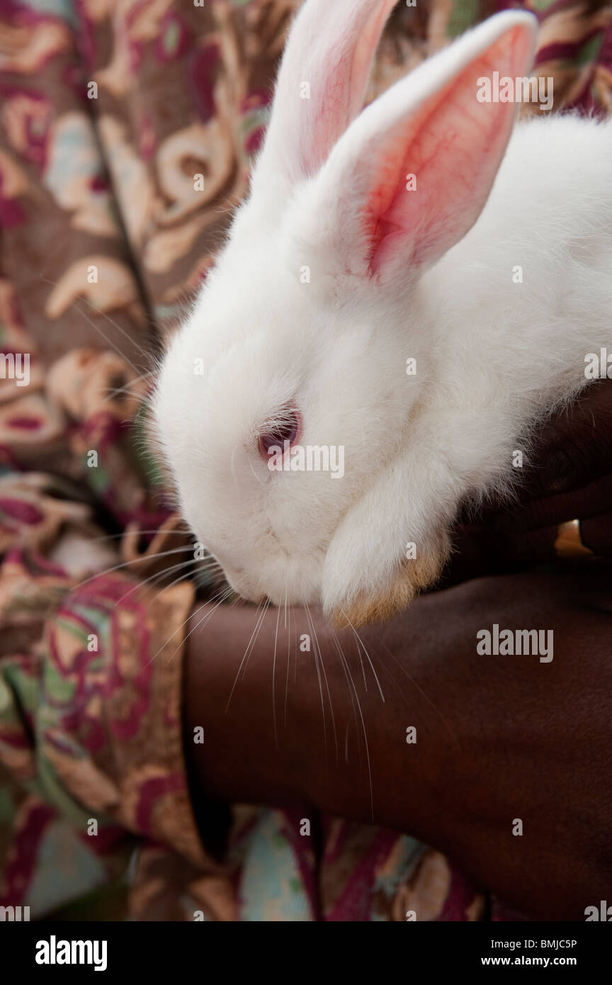 African rabbits hi-res stock photography and images - Alamy