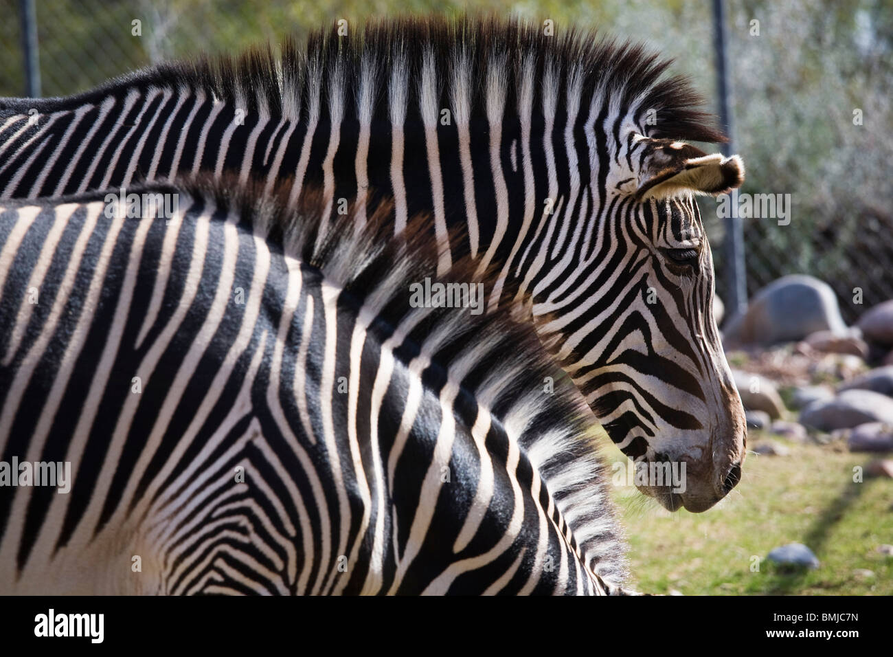 Zebra, equus quagga, in zoo setting Stock Photo - Alamy