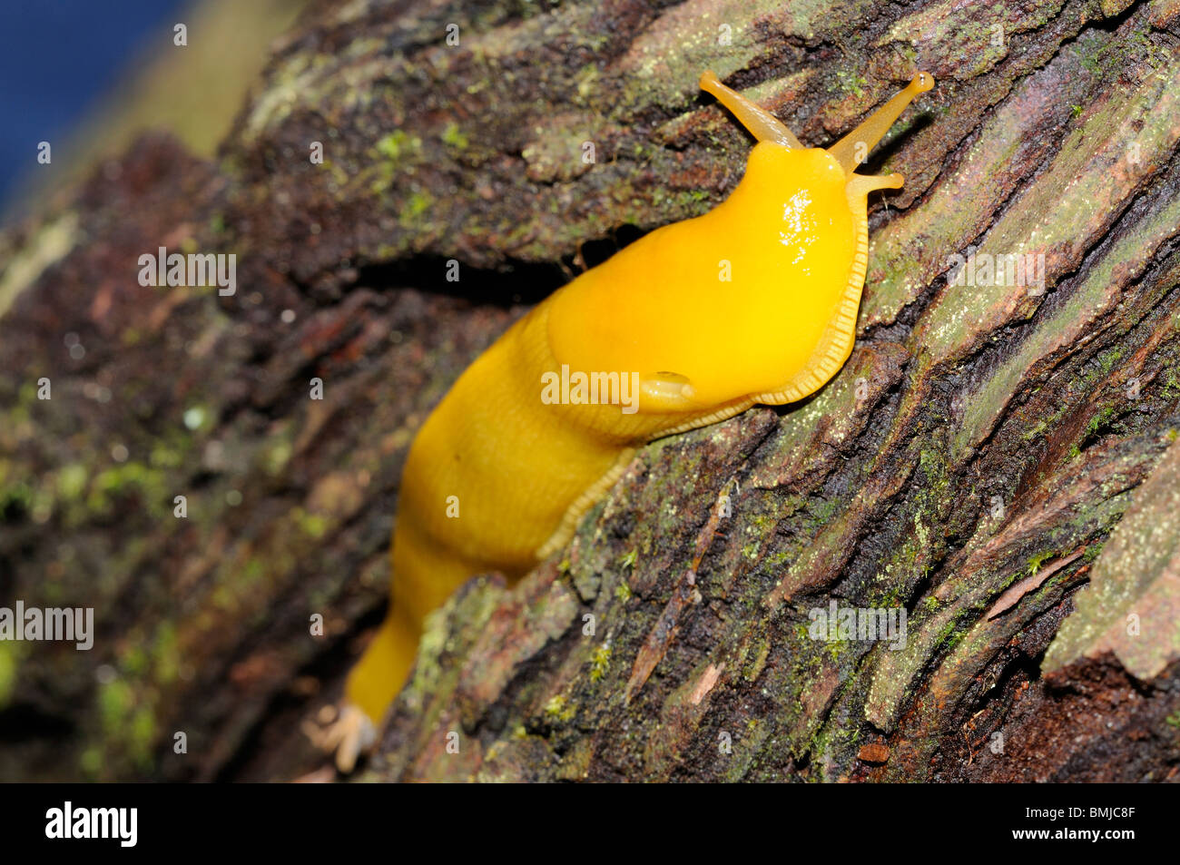 Stock photo of a banana slug climbing the trunk of a giant redwood tree ...