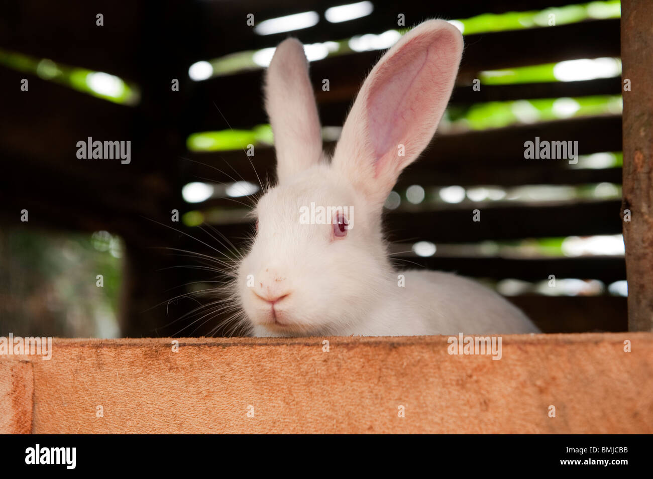 The food of the nation hi-res stock photography and images - Alamy