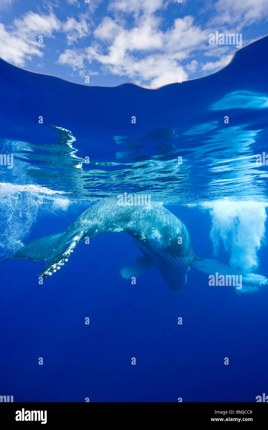 Gray whale underwater hi-res stock photography and images - Alamy