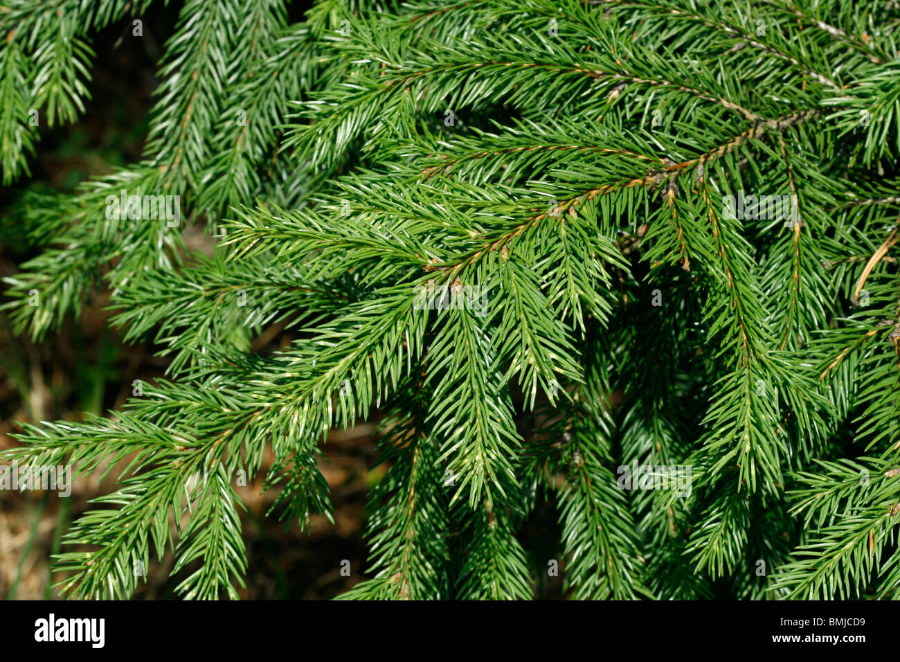 The green twig of the spruce Stock Photo - Alamy