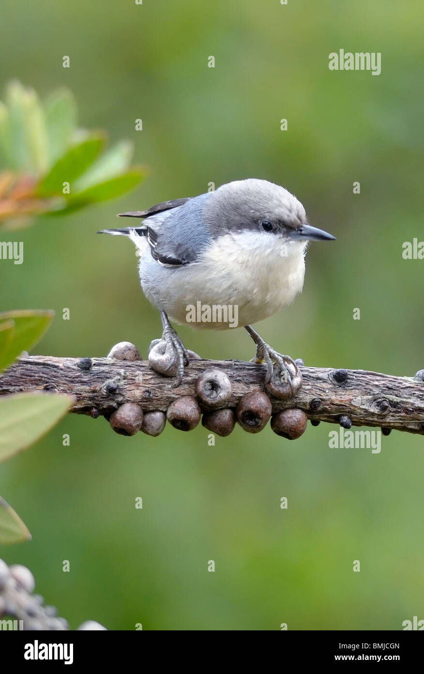 Sitta Pygmaea High Resolution Stock Photography and Images - Alamy