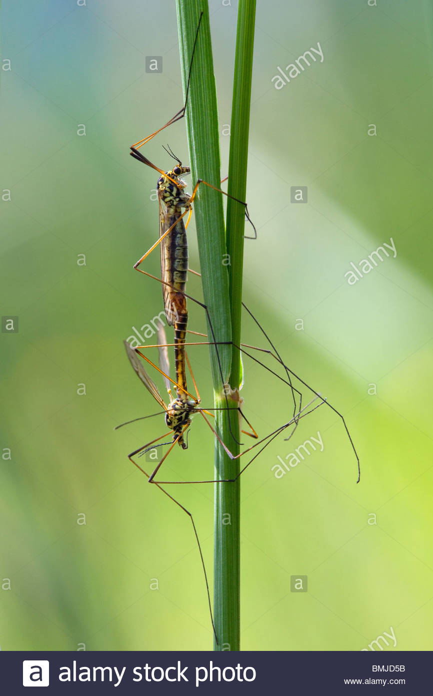 Mating Crane Flies High Resolution Stock Photography and Images - Alamy