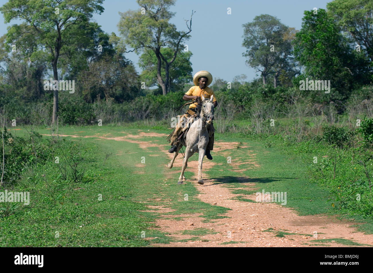 Pantanal cow-boy galloping through the prairie, Pantanal, Brazil Stock ...
