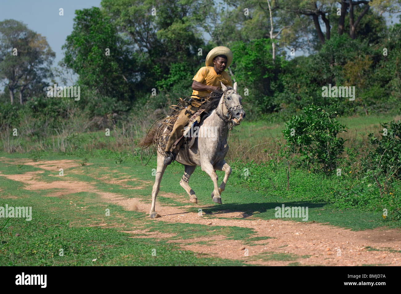 Pantanal cow-boy galloping through the prairie, Pantanal, Brazil Stock ...