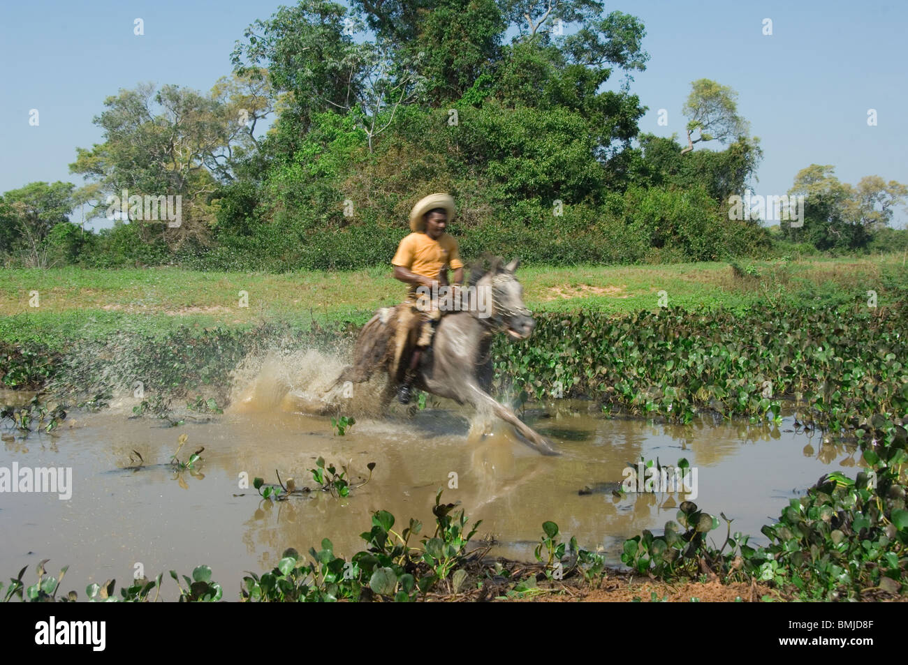 Pantanal cow-boy galloping through the water, Pantanal, Brazil Stock ...