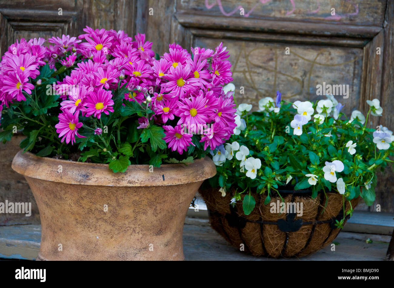 Flowers in a pot Stock Photo - Alamy