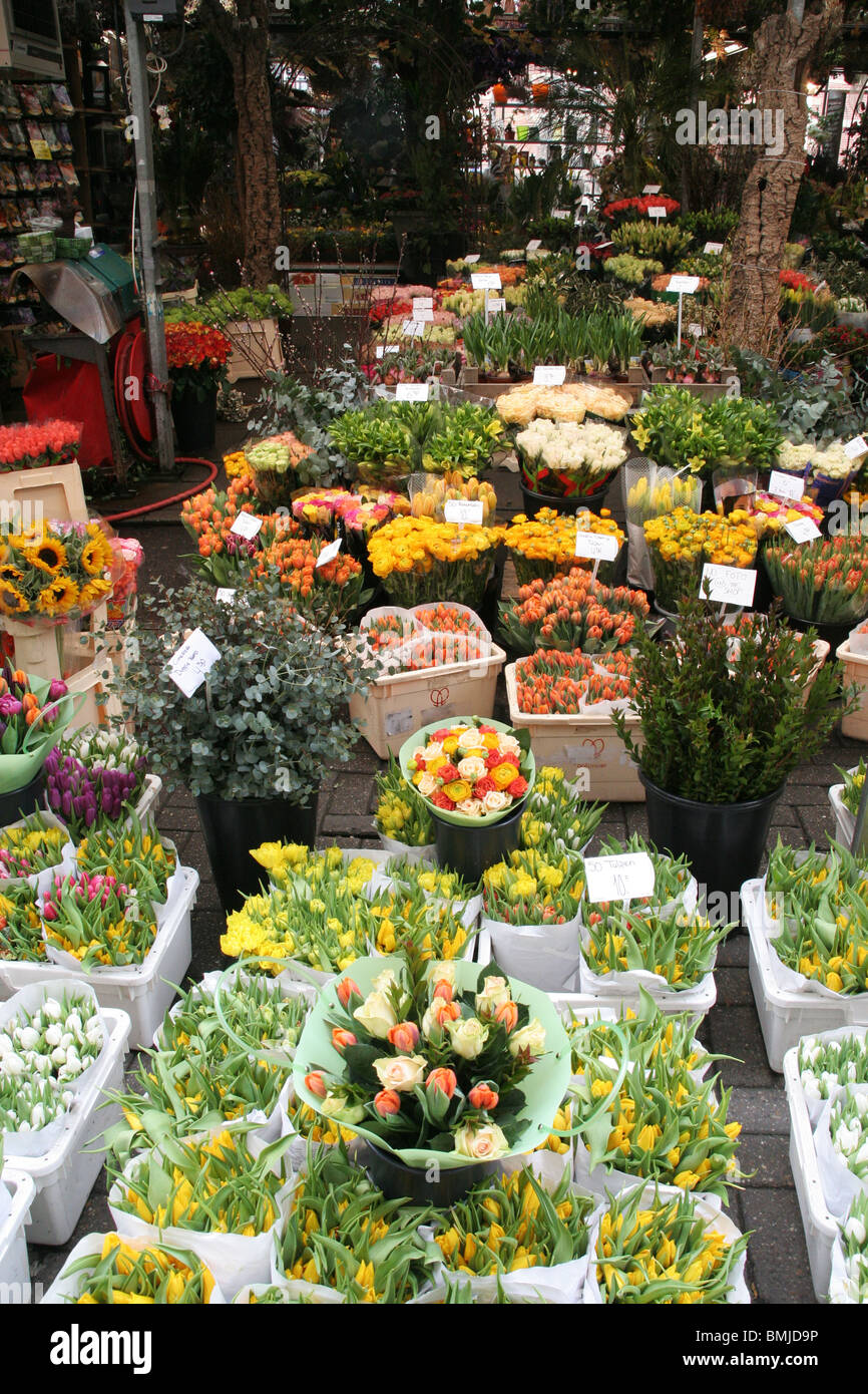 Tulip plants and flower market in Amsterdam, Netherlands ( Holland ...