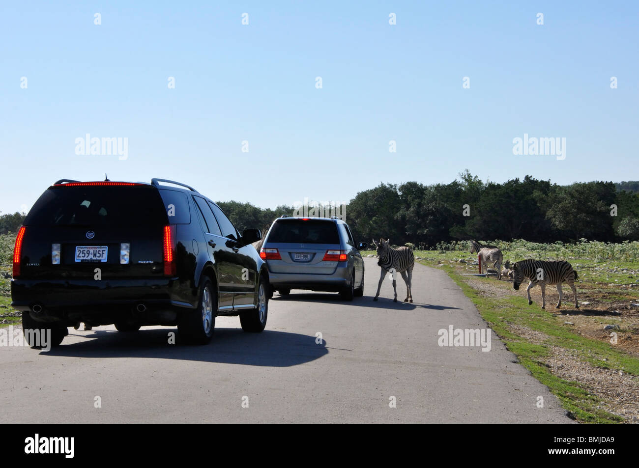 African Safari at Wildlife Ranch, Texas Hill Country, USA Stock Photo ...