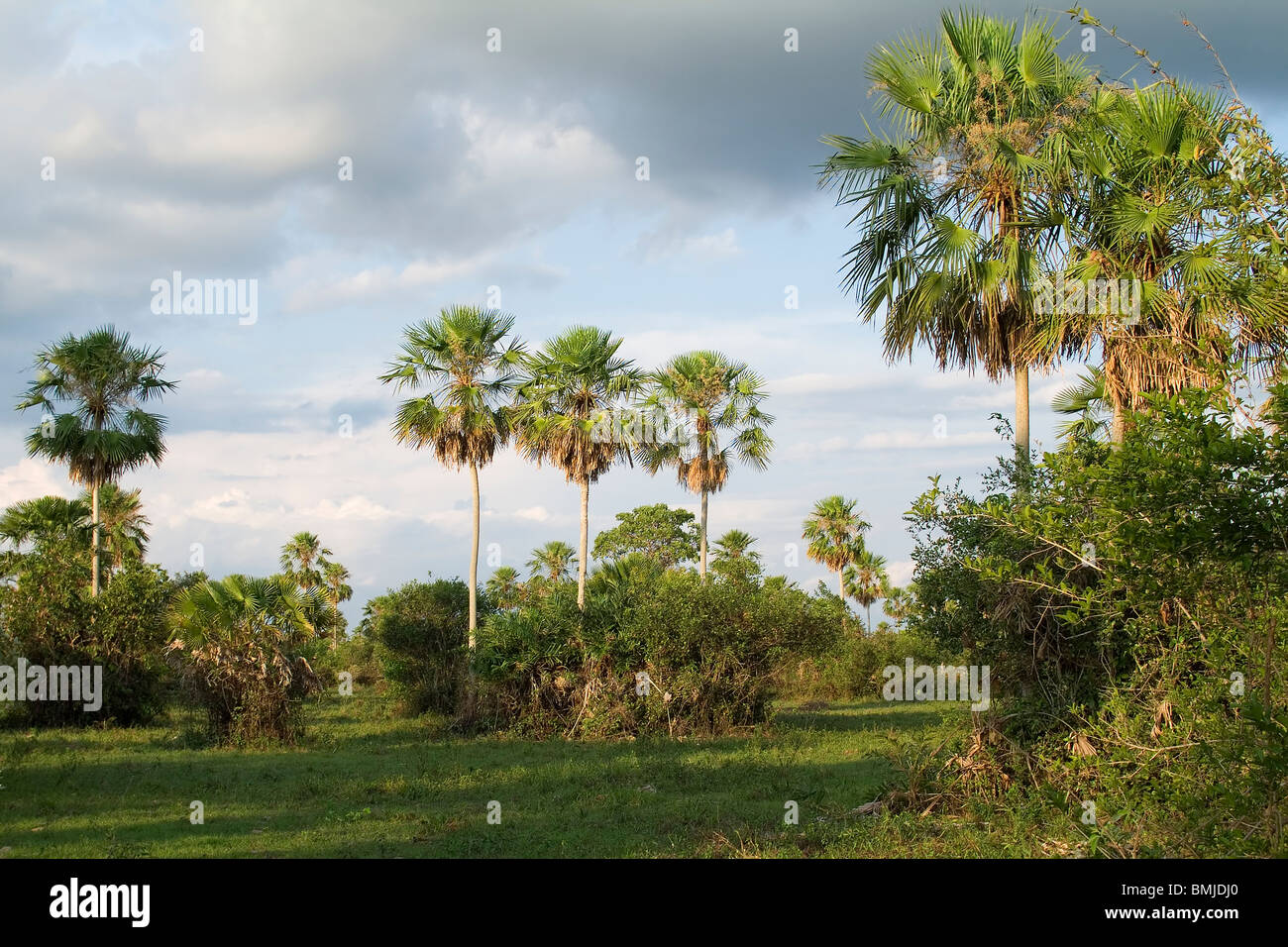 Caranday Wax Palm Trees (Copernicia alba), Pantanal, Mato Grosso ...