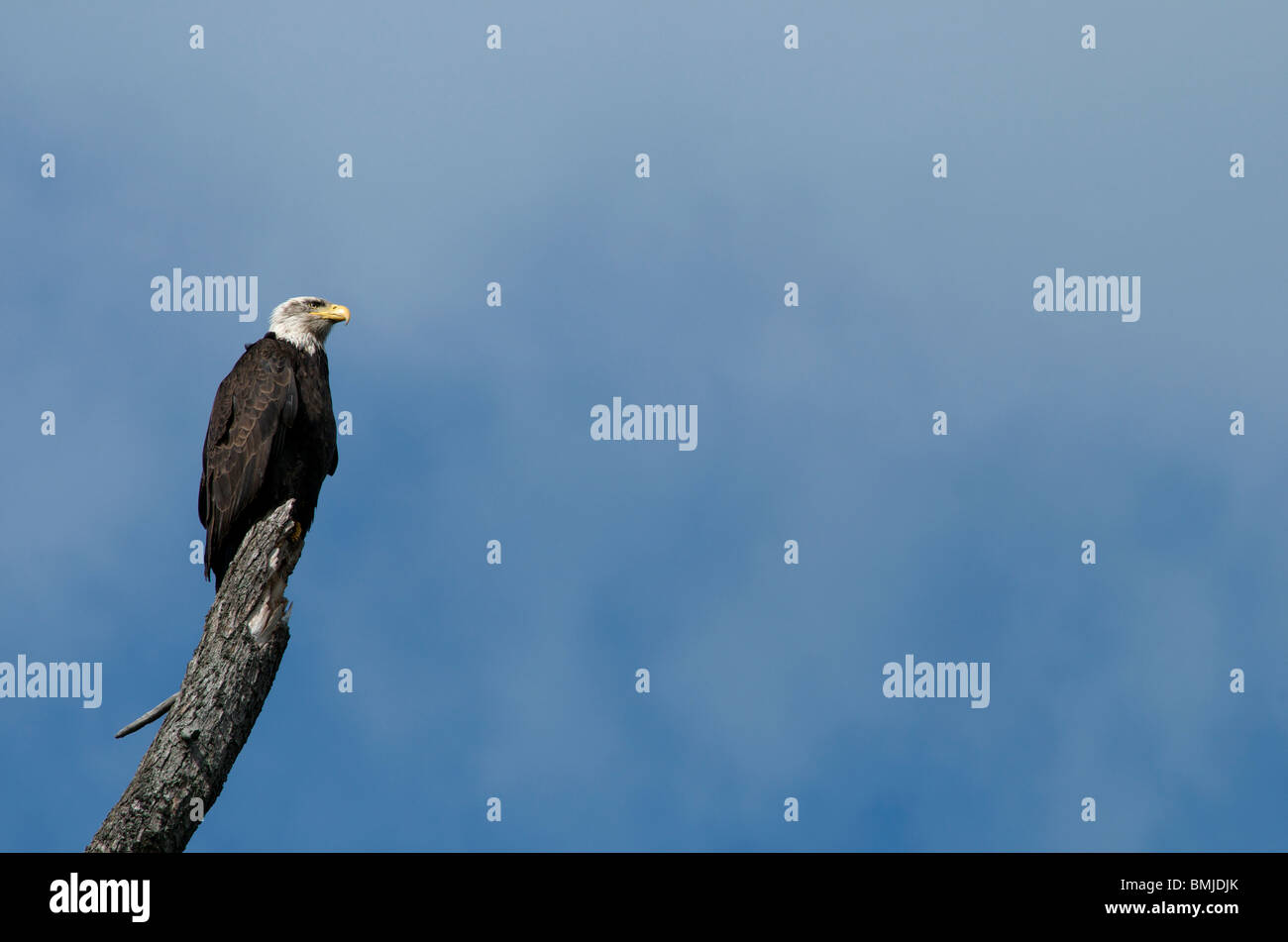 Dead bald eagle hi-res stock photography and images - Alamy