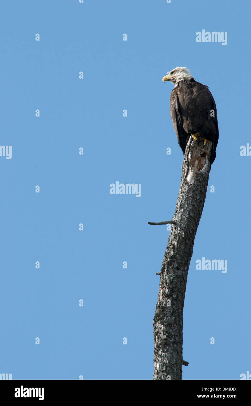 Bald eagle looks left Stock Photo - Alamy