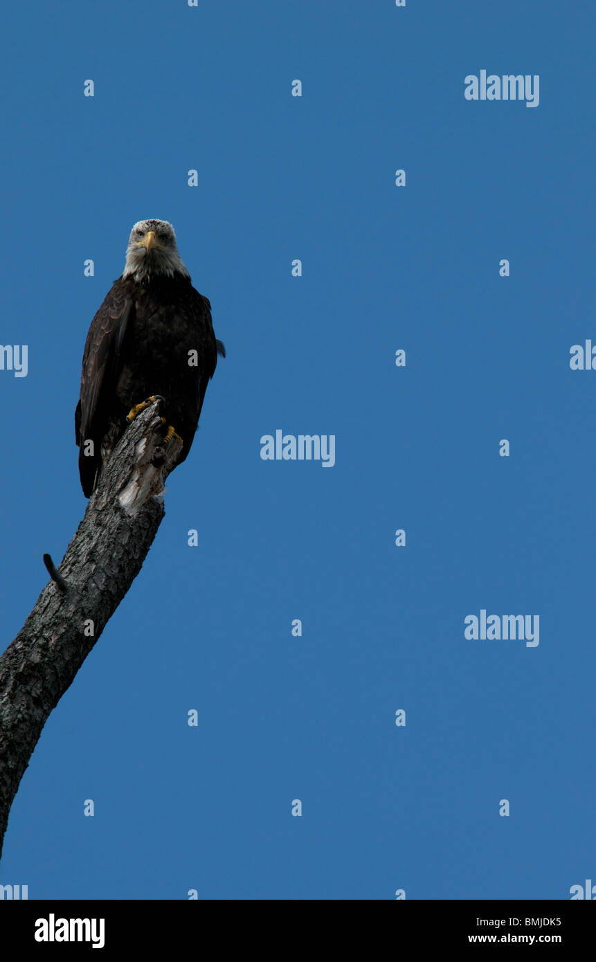 Azure eagle hi-res stock photography and images - Alamy