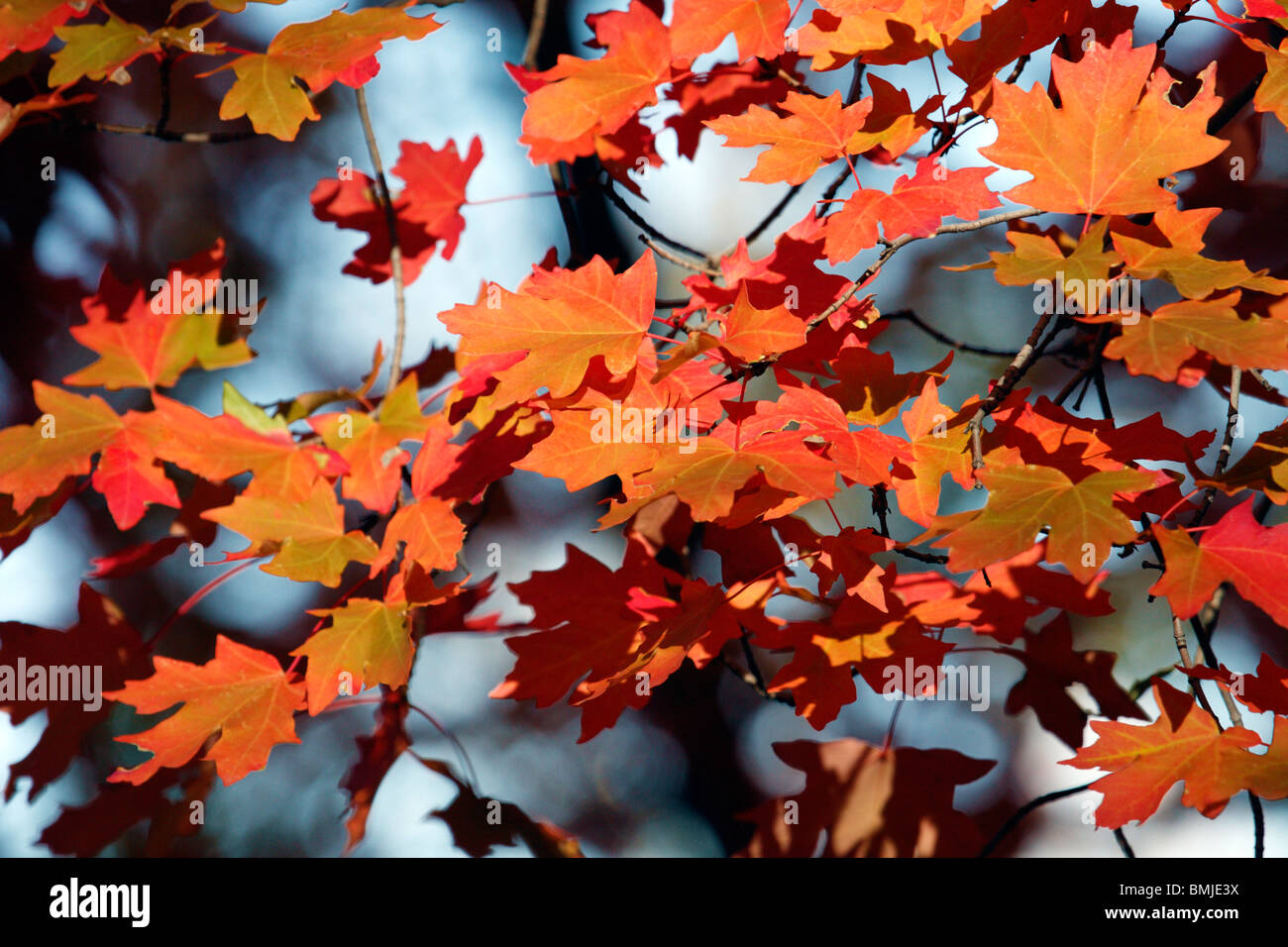 Bigtooth maple hi-res stock photography and images - Alamy