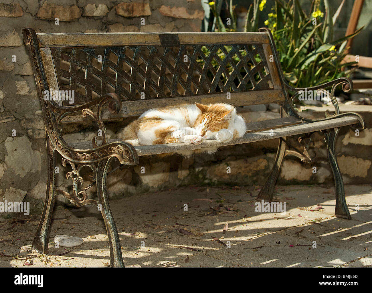 cat - sleeping on bench Stock Photo - Alamy