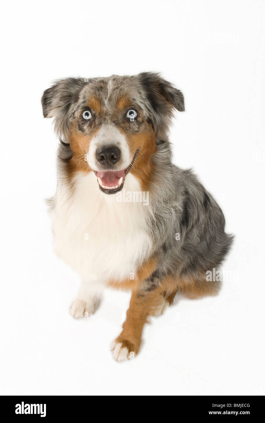 Sitting shepherd Cut Out Stock Images & Pictures - Alamy