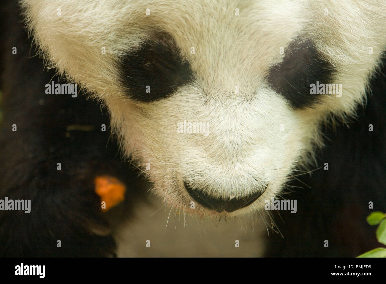 Panda in Berlin Zoo, Germany Stock Photo - Alamy