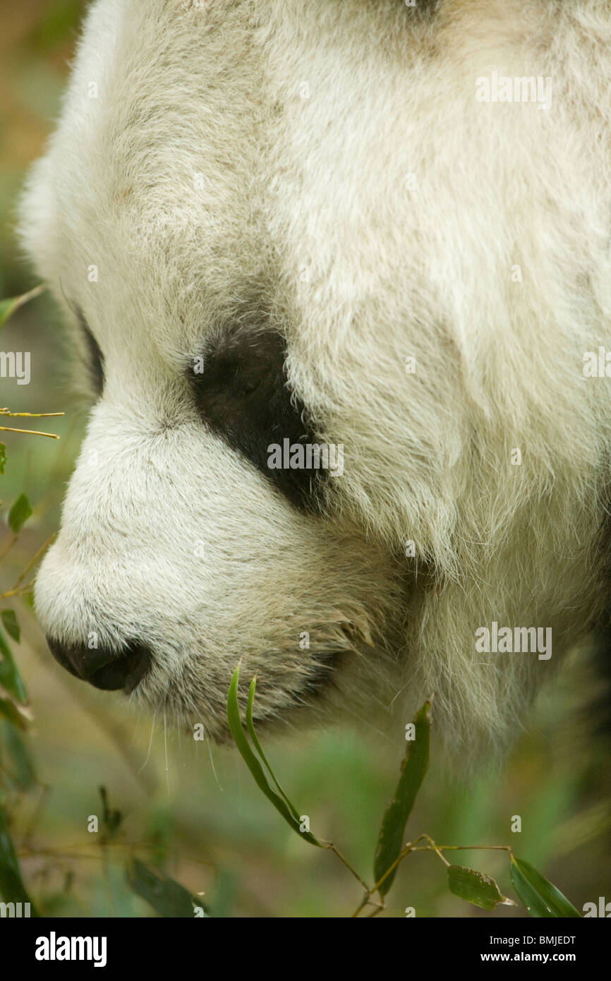 Panda in Berlin Zoo, Germany Stock Photo - Alamy
