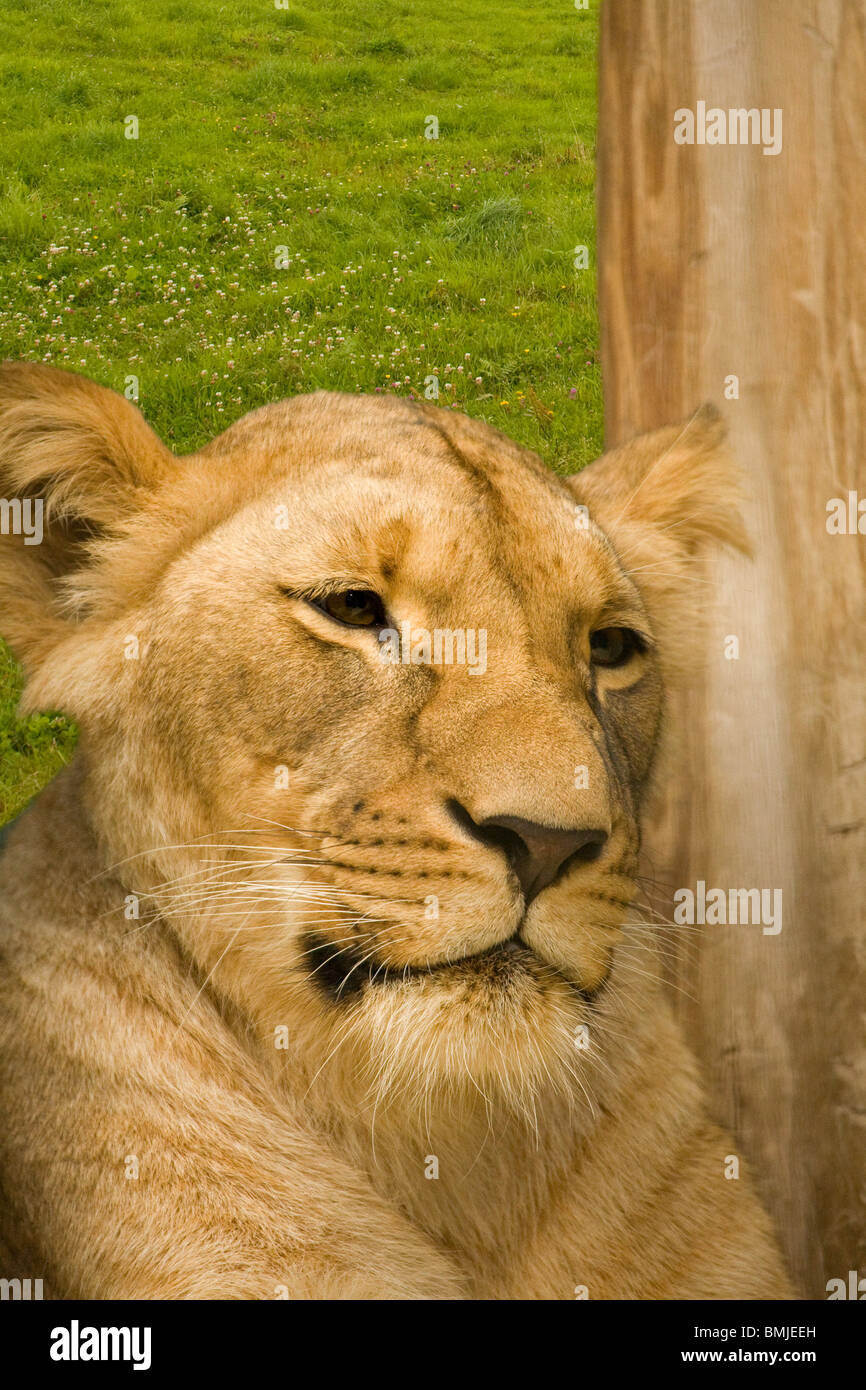 Lion in Berlin Zoo, Germany Stock Photo - Alamy