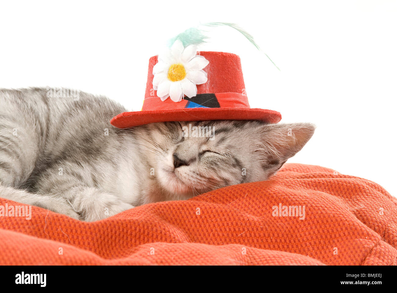 cat - sleeping with a hat Stock Photo - Alamy