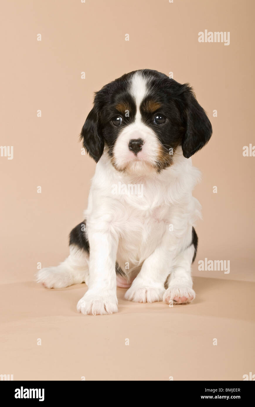 Cavalier King Charles Spaniel dog - puppy sitting - cut out Stock Photo ...