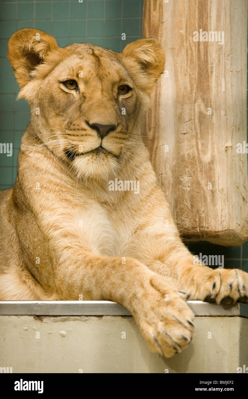 Lion in Berlin Zoo, Germany Stock Photo - Alamy