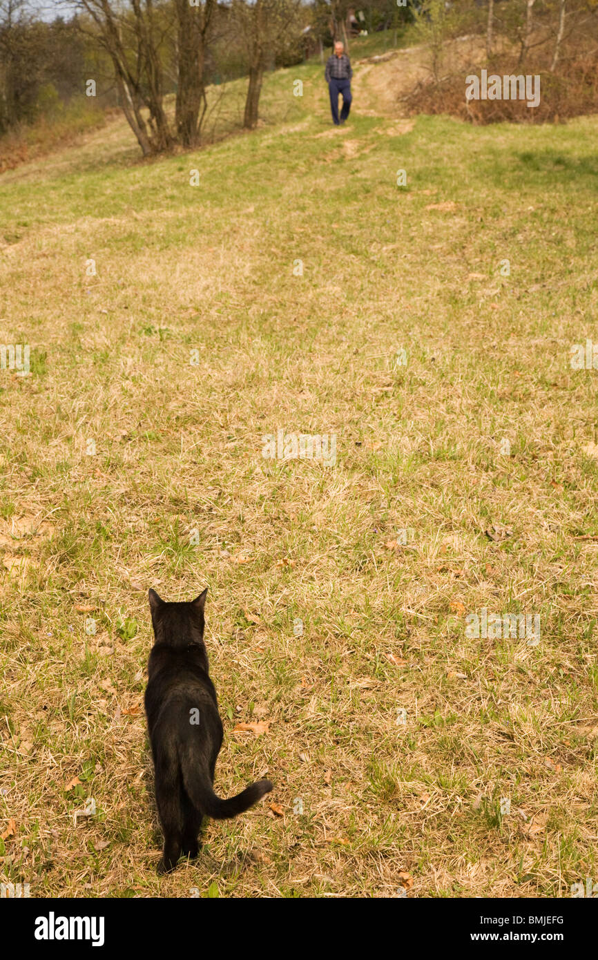 Black cat watching its owner approach Stock Photo - Alamy