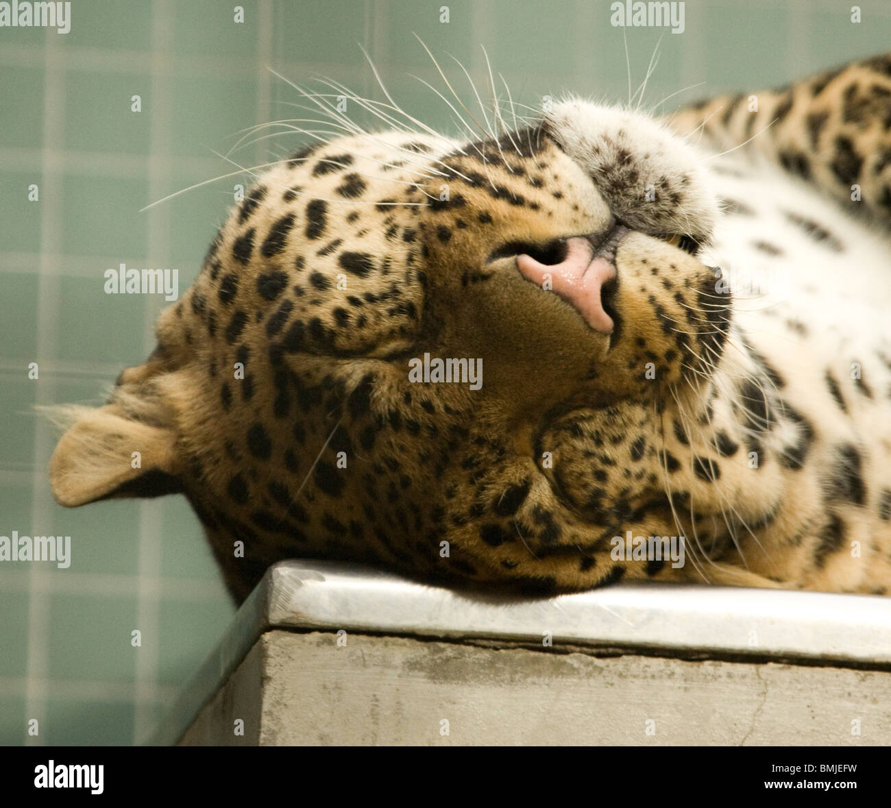 Leopard in Berlin Zoo, Germany Stock Photo - Alamy