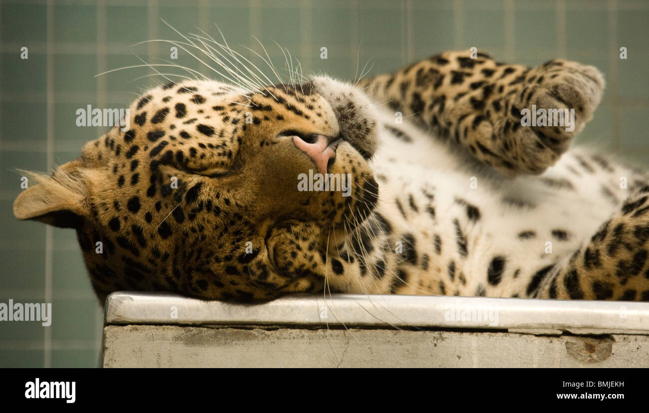 Leopard capital hi-res stock photography and images - Alamy