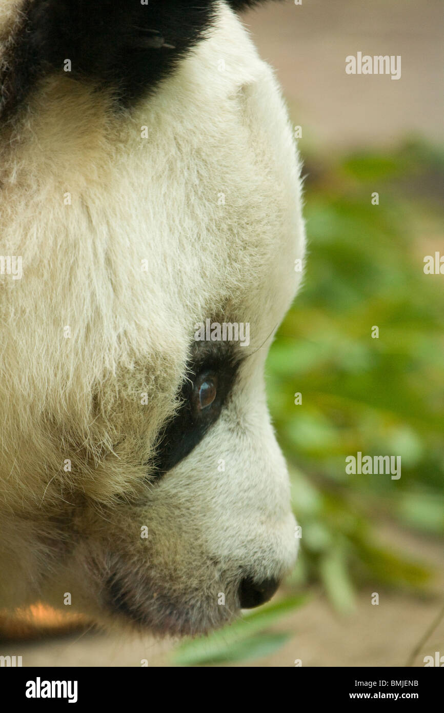 Berlin zoo panda bear hi-res stock photography and images - Alamy
