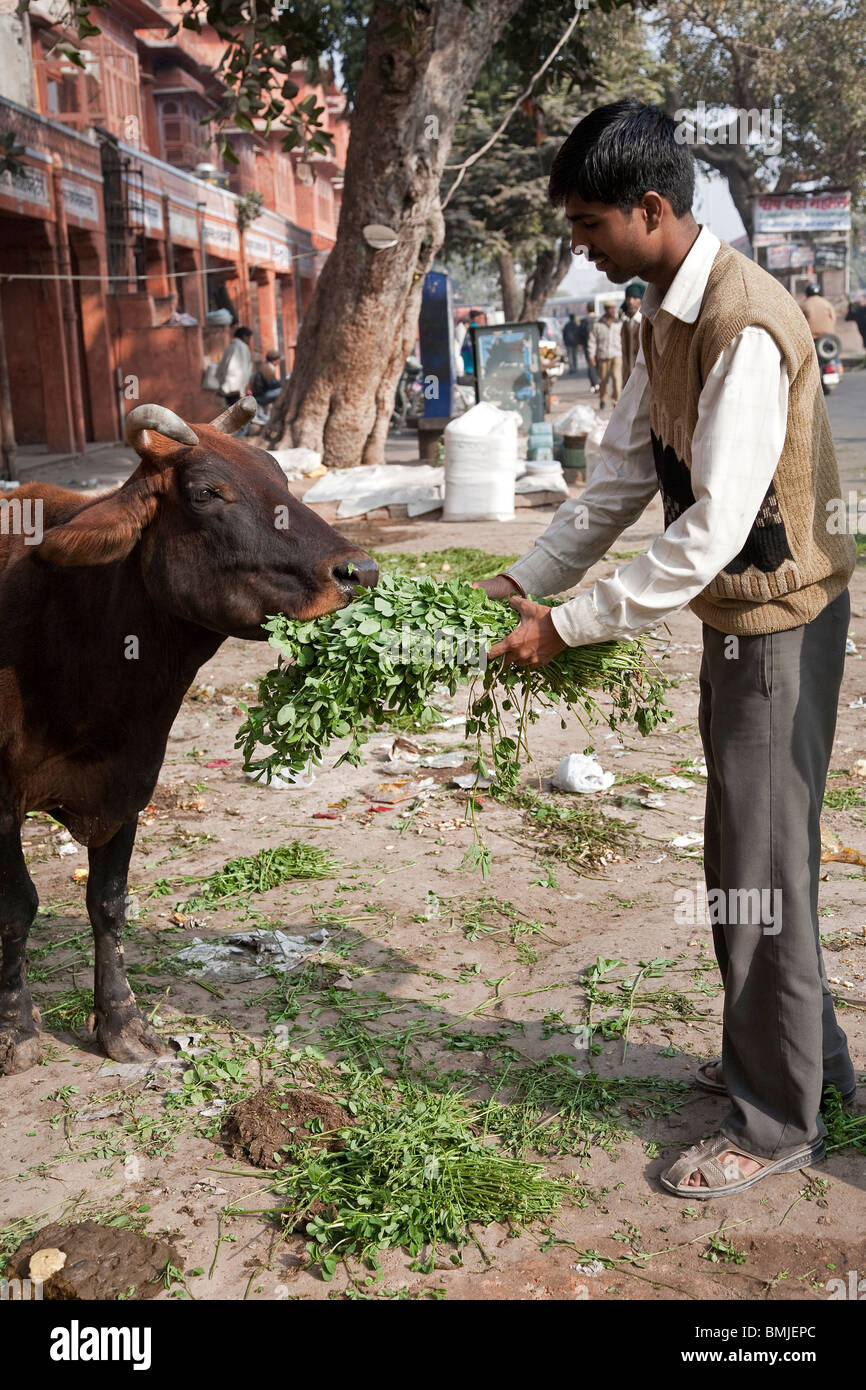 Man Feeding A Cow Stock Photos & Man Feeding A Cow Stock Images - Alamy