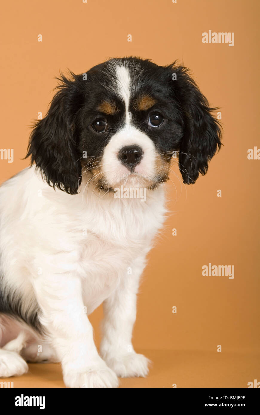 Cavalier King Charles Spaniel dog - sitting - cut out Stock Photo - Alamy