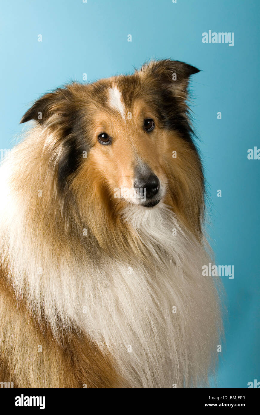 Collie dog - portrait - cut out Stock Photo - Alamy
