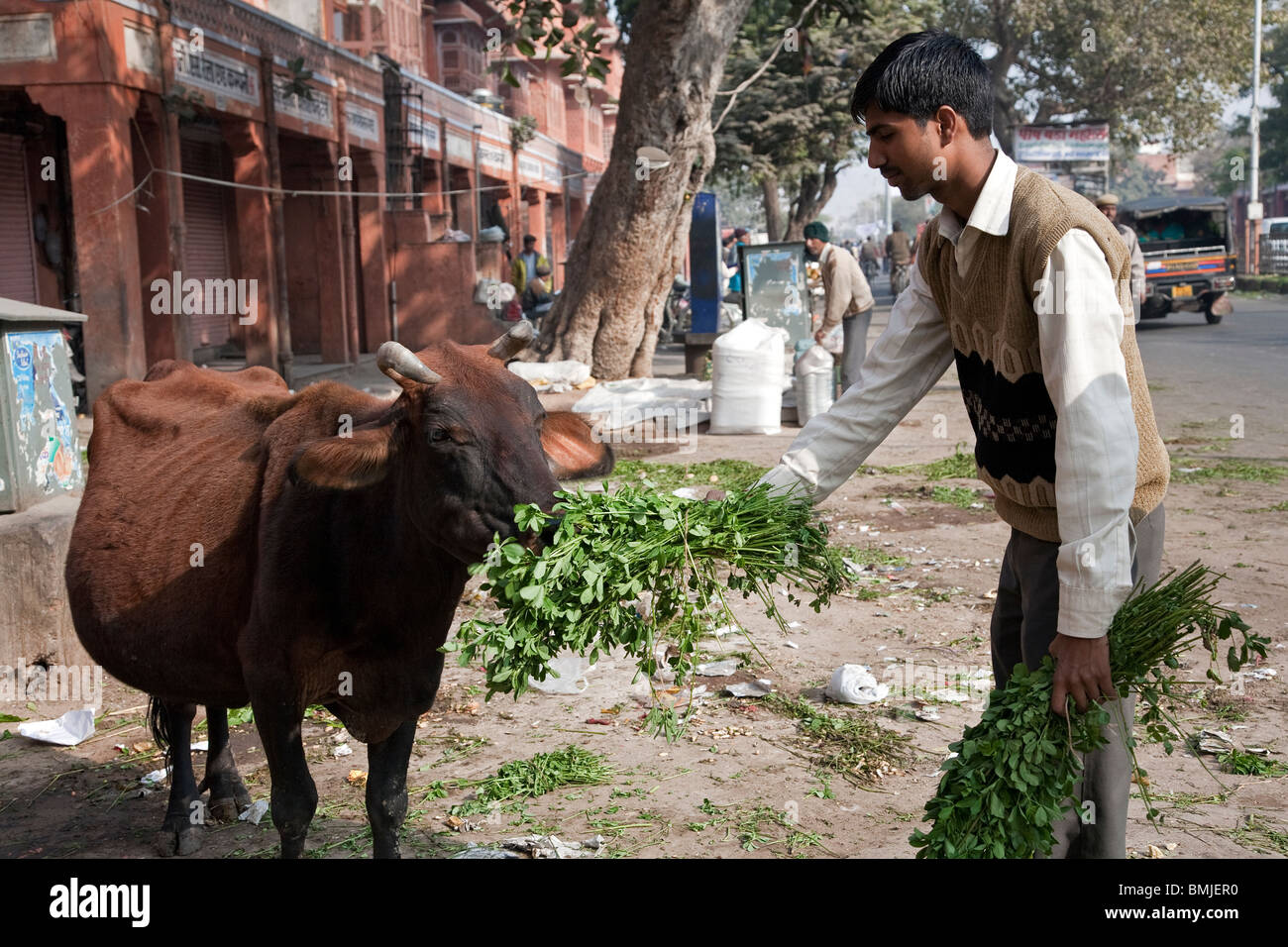 Indian man and a sacred cow hi-res stock photography and images - Alamy