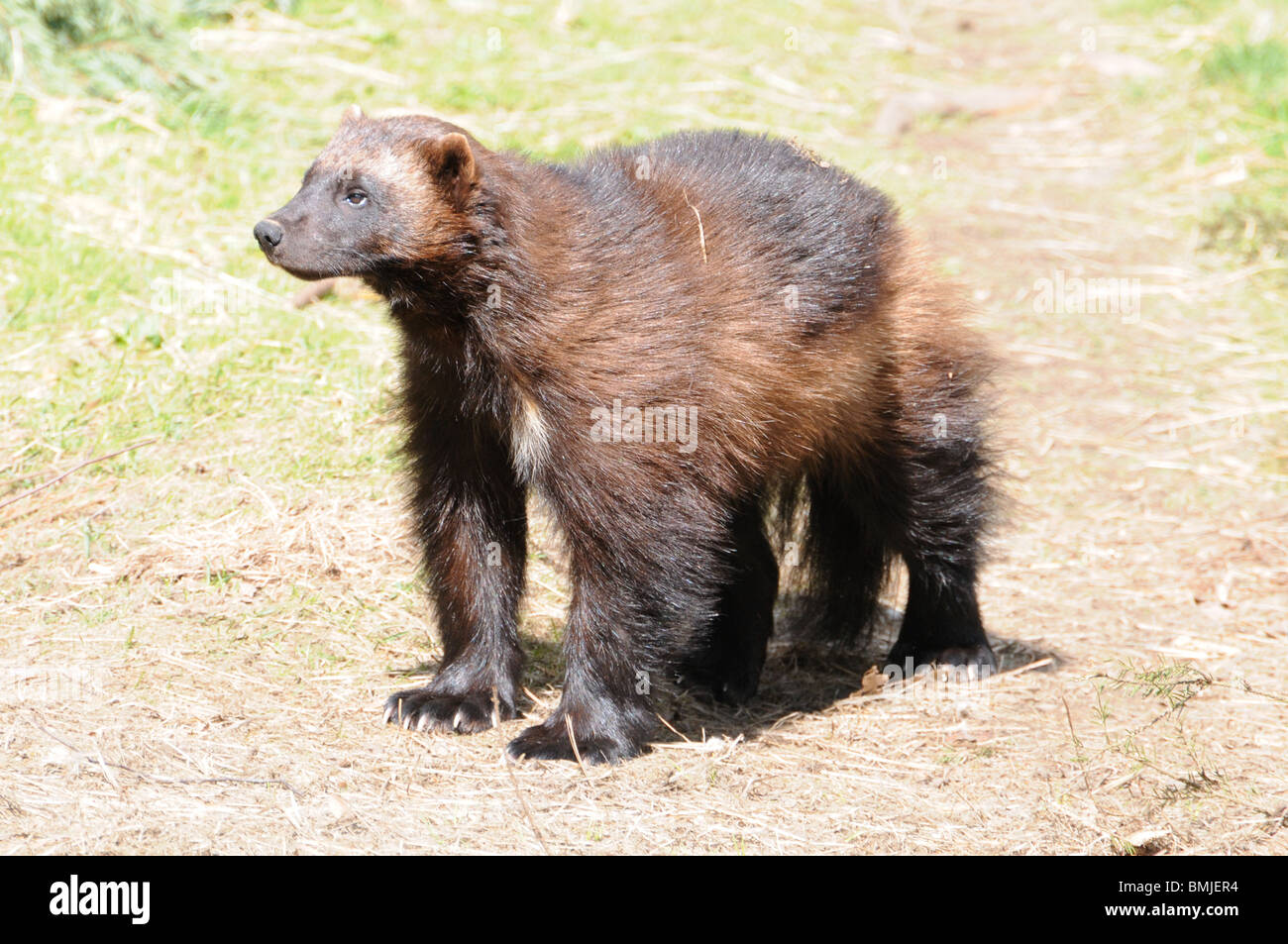 Wolverine hi-res stock photography and images - Alamy