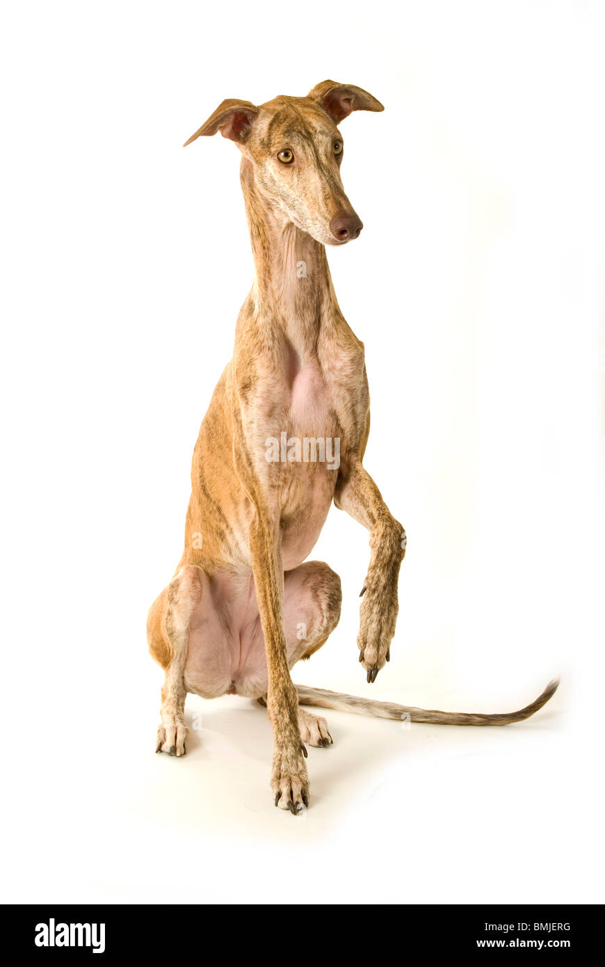 l Spanish greyhound dog - sitting - cut out Stock Photo - Alamy