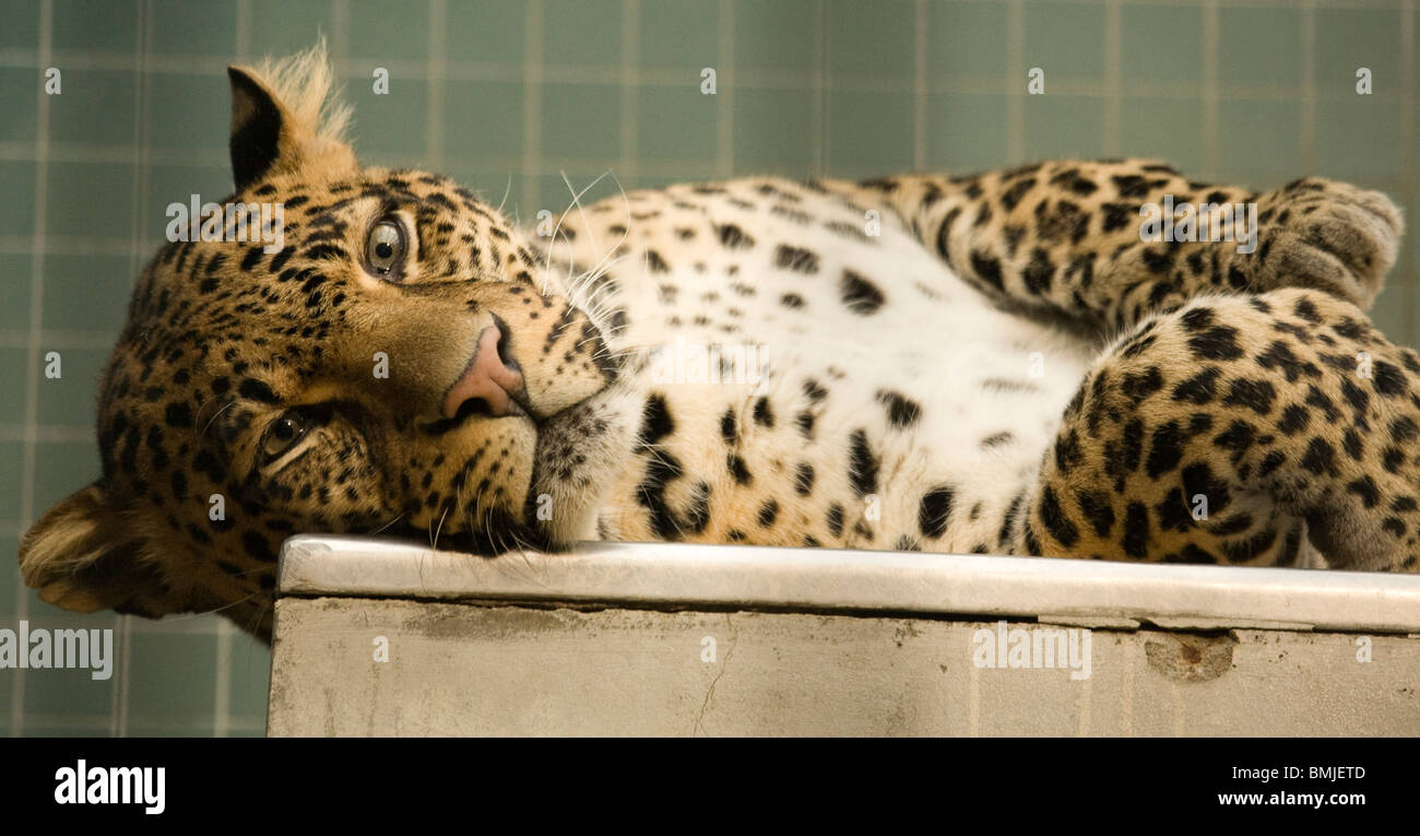 Leopard in Berlin Zoo, Germany Stock Photo - Alamy