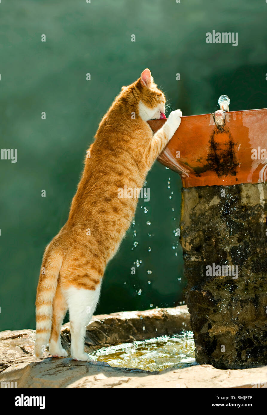 cat - drinking Stock Photo - Alamy