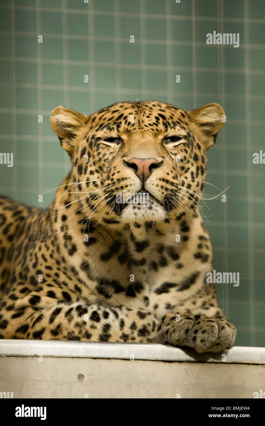 Leopard in Berlin Zoo, Germany Stock Photo - Alamy