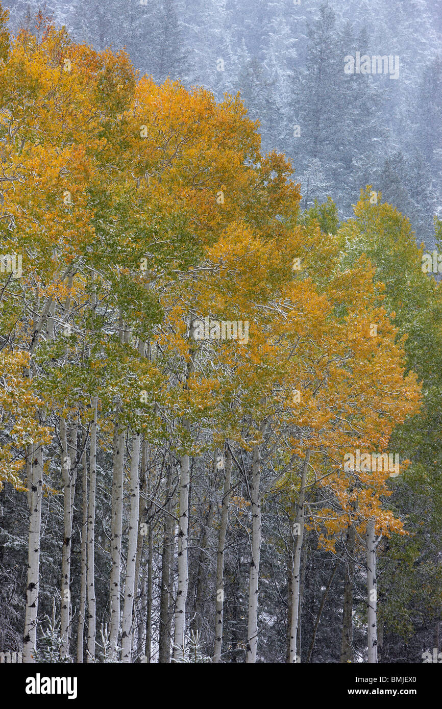 Alberta trees hi-res stock photography and images - Alamy